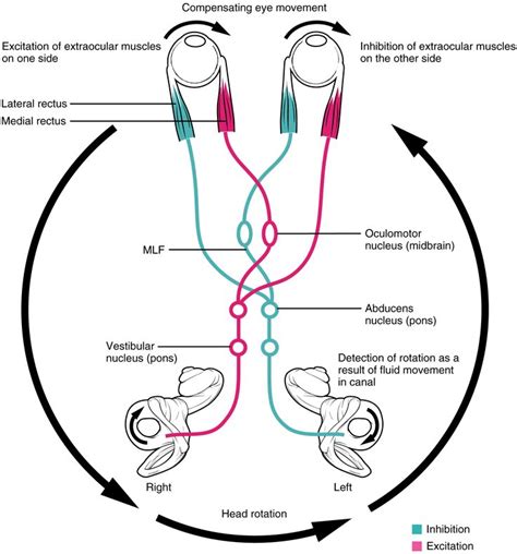 16 Best Visual Processing Anatomy Images On Pinterest Cranial Nerves Knowledge And Consciousness