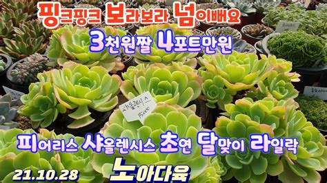 노아다육1탄3천원짤4포트만원피어리스라일락초연달맞이샤울렌시스택배 010 9884 1044korean