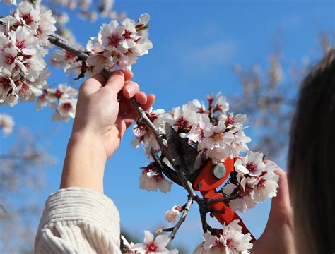 Timing Is Everything When To Prune Your Cherry Trees For Maximum Fruit Production The Messenger