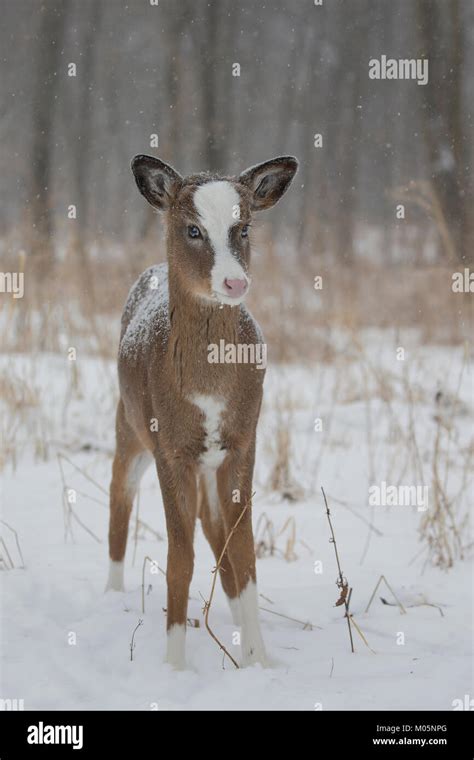 Piebald Deer Fawn