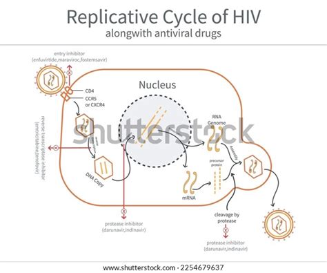 Illustrated Replicative Cycle Hiv Stock Vector Royalty Free