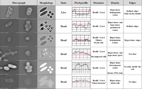 Contrast Analysis And Different Morphological Profiles Detected Based Download Scientific
