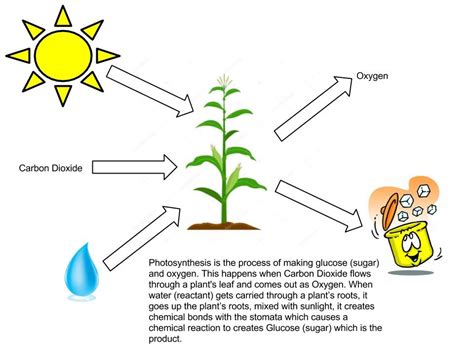 Photosynthesis Diagram Diagram Quizlet Photosynthesis Diagram Diagram Quizlet