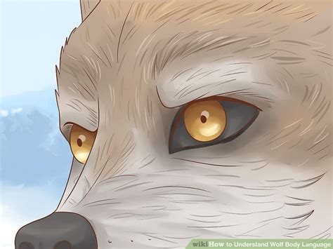 How To Understand Wolf Body Language Wikihow