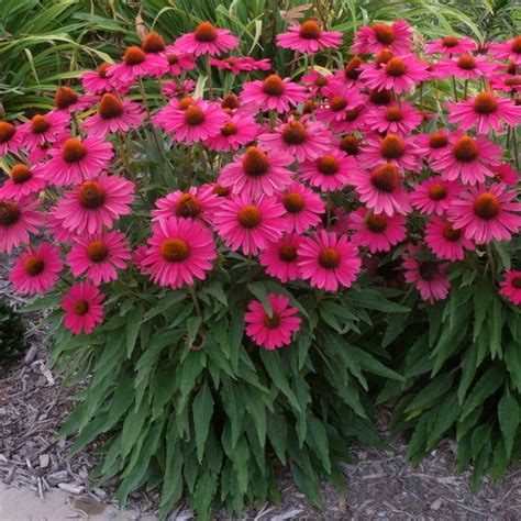Echinacea Kismet Raspberry Pp 28768 Echinacea Flowers Perennials