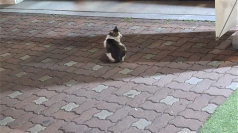 카페를 점령한 길고양이어느날밤 길고양이 Youtube