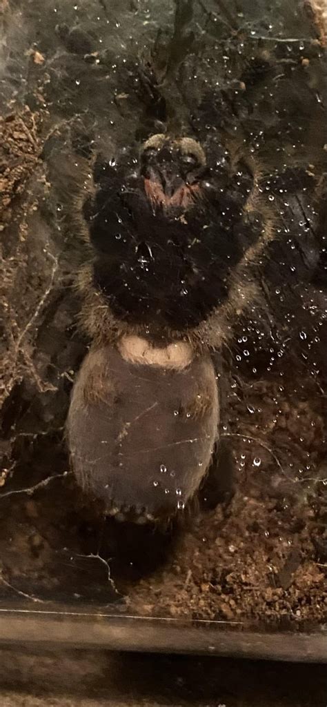 Sex Horned Baboon Juvenile R Tarantulas