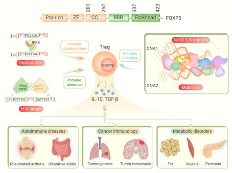 Dna Bridging Of Foxp3 Ladder Like Multimer Unveiling A Novel