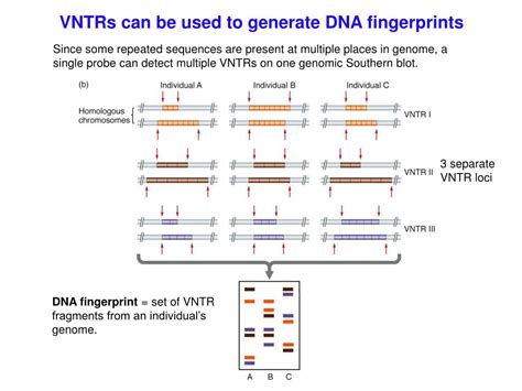 PPT Simple Sequence Length Polymorphisms PowerPoint Presentation Free Download ID