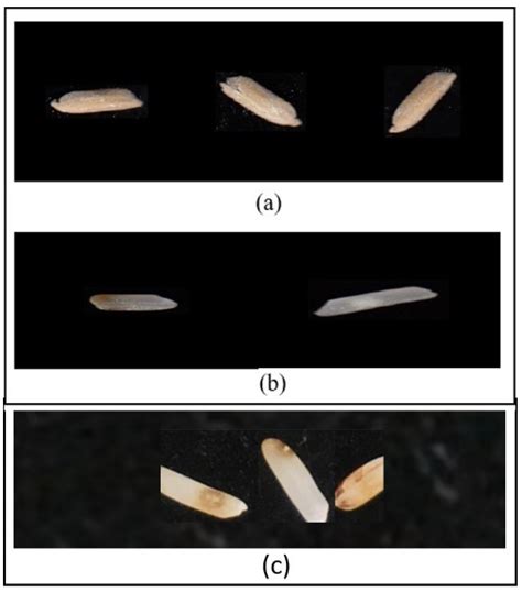 Rapid Testing System For Rice Quality Control Through Comprehensive Feature And Kernel Type