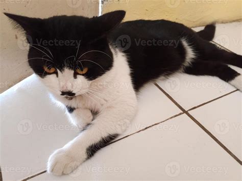 A Bicolor Cat With A Tuxedo Pattern Is Relaxing On A Tiled Surface The