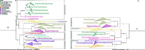Phylogenetic Trees Based On A 16s Rrna Gene Sequence Using The