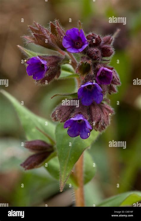 Narrow Leaved Lungwort Pulmonaria Lonolia At Native Site In Dorset