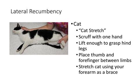 Lateral Recumbent Cat