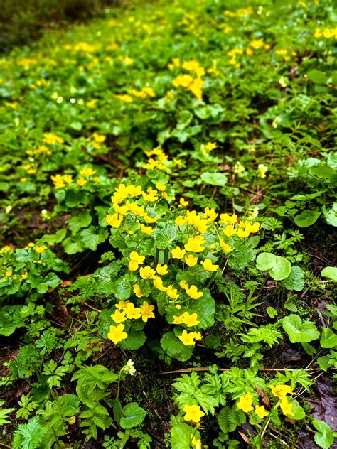Sokół Słopnice Fans Historia Sokoła Częśc 9 Następną Podniosła