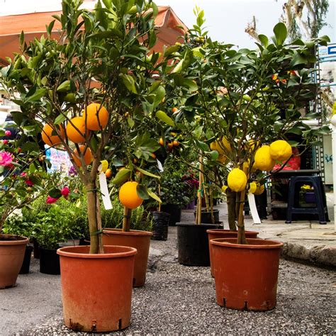 Dwarf Fruit Trees For High Yields In Small Gardens