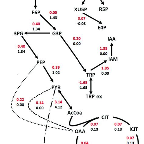 Distribution Of Carbon Flux During Growth In Five Different Carbon Download Scientific Diagram