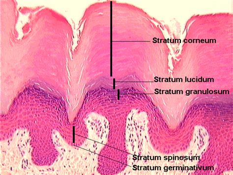 Stratum Lucidum Image Human Anatomy