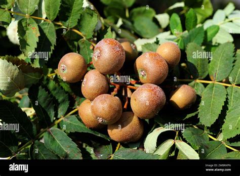 Service Tree Or Sorb Tree Sorbus Domestica Is A Deciduous Tree Native