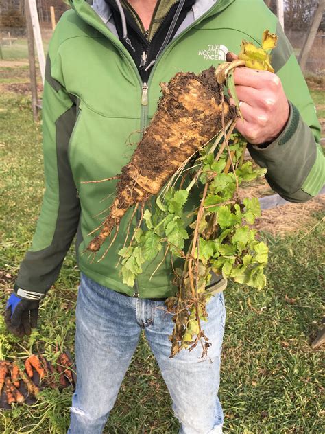 Free Parsnip Seeds Due To Low Germination Those That Did Grow GREW R Homestead