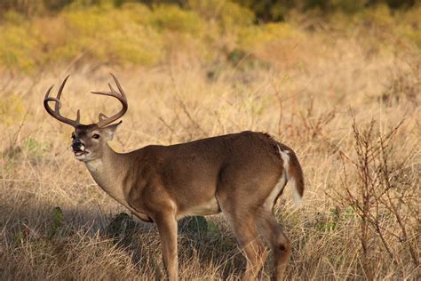 What Is A Deer In Rut At Mitzi Mcclain Blog