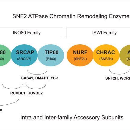 Snf2 Atpase Chromatin Remodeling Enzymes Download Scientific Diagram