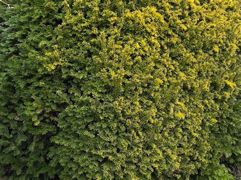 Premium Photo A Green Tree With Yellow Flowers And Green Leaves