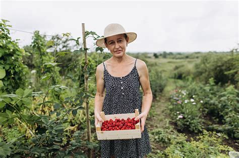 유기농 정원에서 육즙이 많은 붉은 나무 딸기 상자를 들고있는 쾌활한 성숙한 여성 건강한 생활방식에 대한 스톡 사진 및 기타 이미지 건강한 생활방식 건강한 식생활 과일