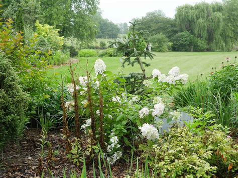 Firelight Hydrangea Care Guide Plantly