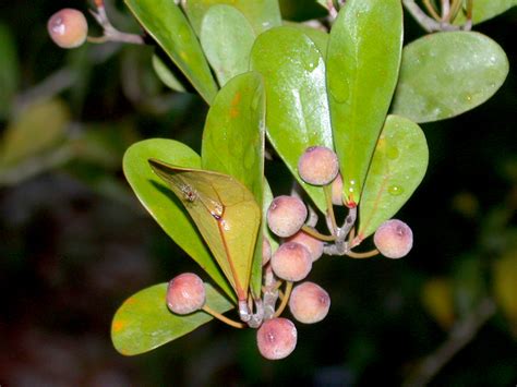 Plant Names Thai Plant Names