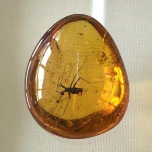 How To Identify Amber Like A Graduate Gemologist