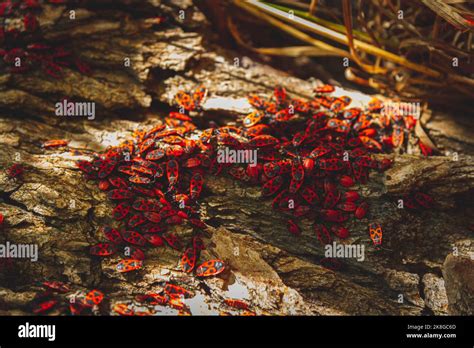 Red Bug Accumulation Of Soldier Bugs Red Beetles In Sun Flock Of