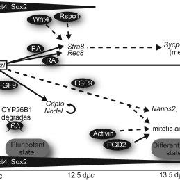Regulation Of Sexspecific Germ Cell Development In The Mouse Gonad As Download Scientific