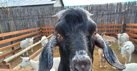 Чем я хуже кота Пикабу