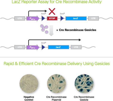 Cre Lox Conditional Knockout