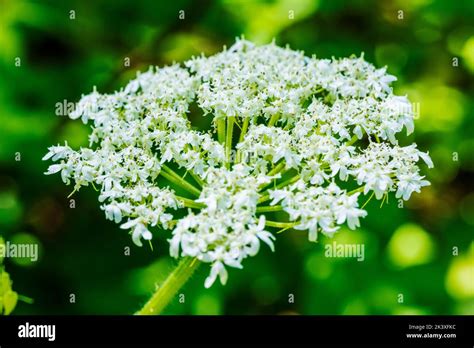 Cow Parsnip Heracleum Maximum The Hanging Garden Liard River Hot