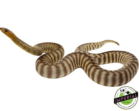 Woma Python Adult For Sale Imperial Reptiles Imperial Reptiles