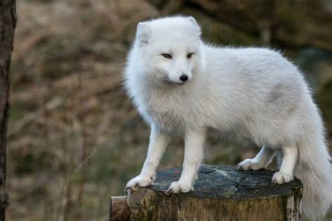 Arctic Fox Az Animals