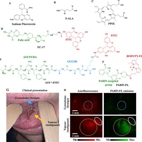Chemical Structures Of The Fluorescent Probes In The Visible Download Scientific Diagram