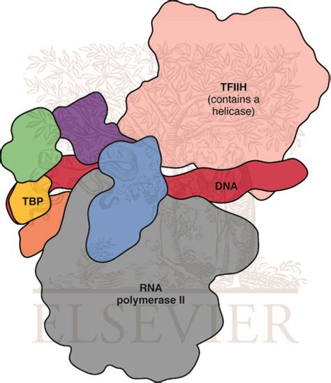 Model Of General Transcription Factors That Are Part Of A Preinitiation Complex