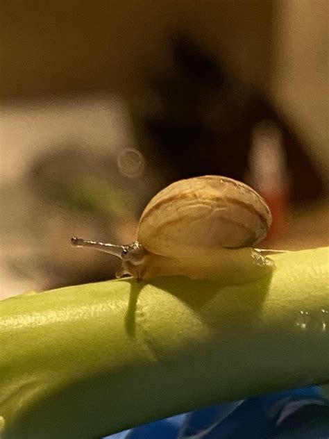 Substrate Question R Snails