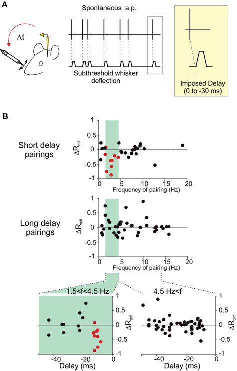 influence of the temporal frequency of pairing on stdp a experiments