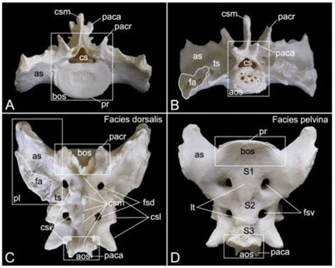 Osteology Of The Hamadryas Baboon Papio Hamadryas