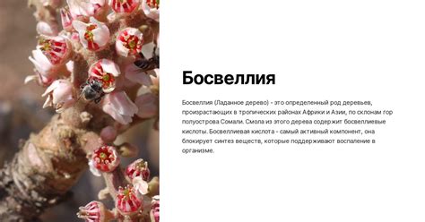 Босвеллия