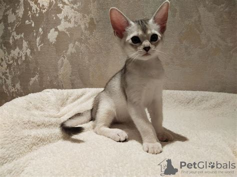 Silver Abyssinian
