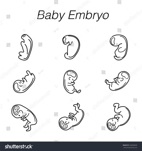 Human Embryonic Development Vector Illustration Vetor Stock Livre De