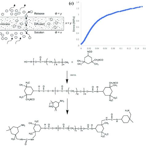 A Schematic Diagram Of Water Molecular Transport In A Hydrophilic