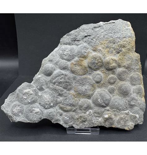 Fossils For Sale Fossils Early Life One Of The Oldest Fossils Ever Rare Ediacaran