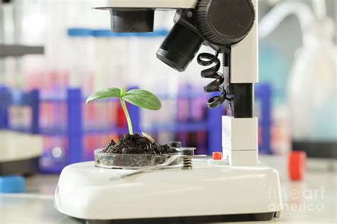 Plant Research 18 By Science Photo Library