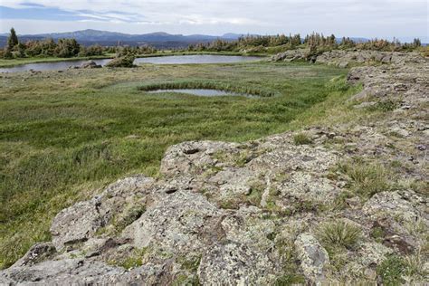 Alpine Bluegrass Grass Species Of Alaska Alaska Handbook